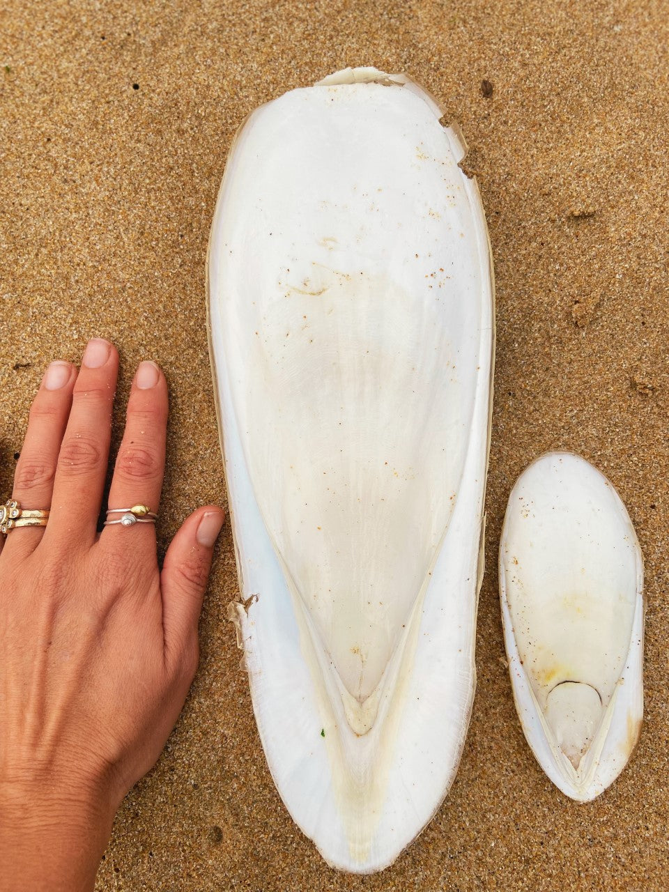 Cuttle Rounds Wall Hanging — Drifters Coastal Hangs